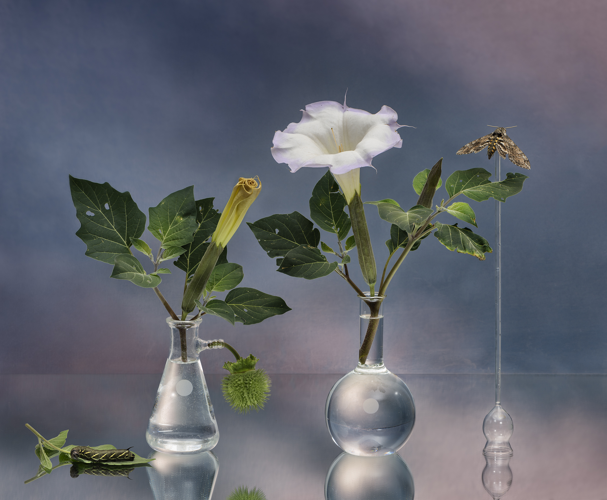 Jo Whaley: Echoes - The Georgia O'Keeffe Museum