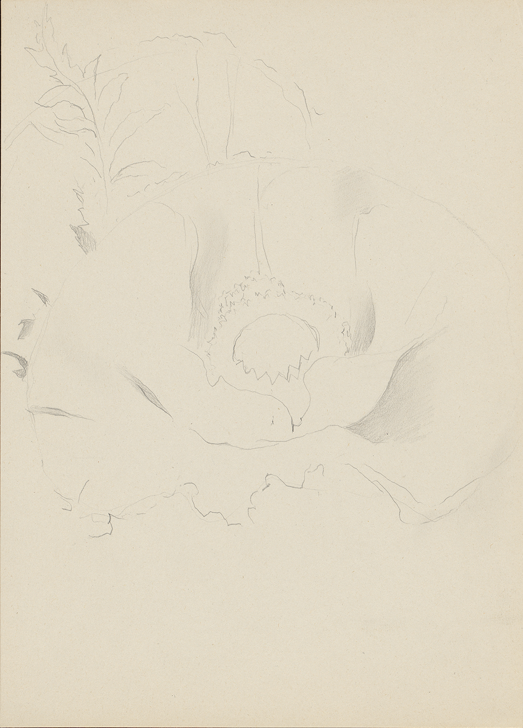 Online Class: The Red Poppy in Colored Pencils - The Georgia O'Keeffe ...