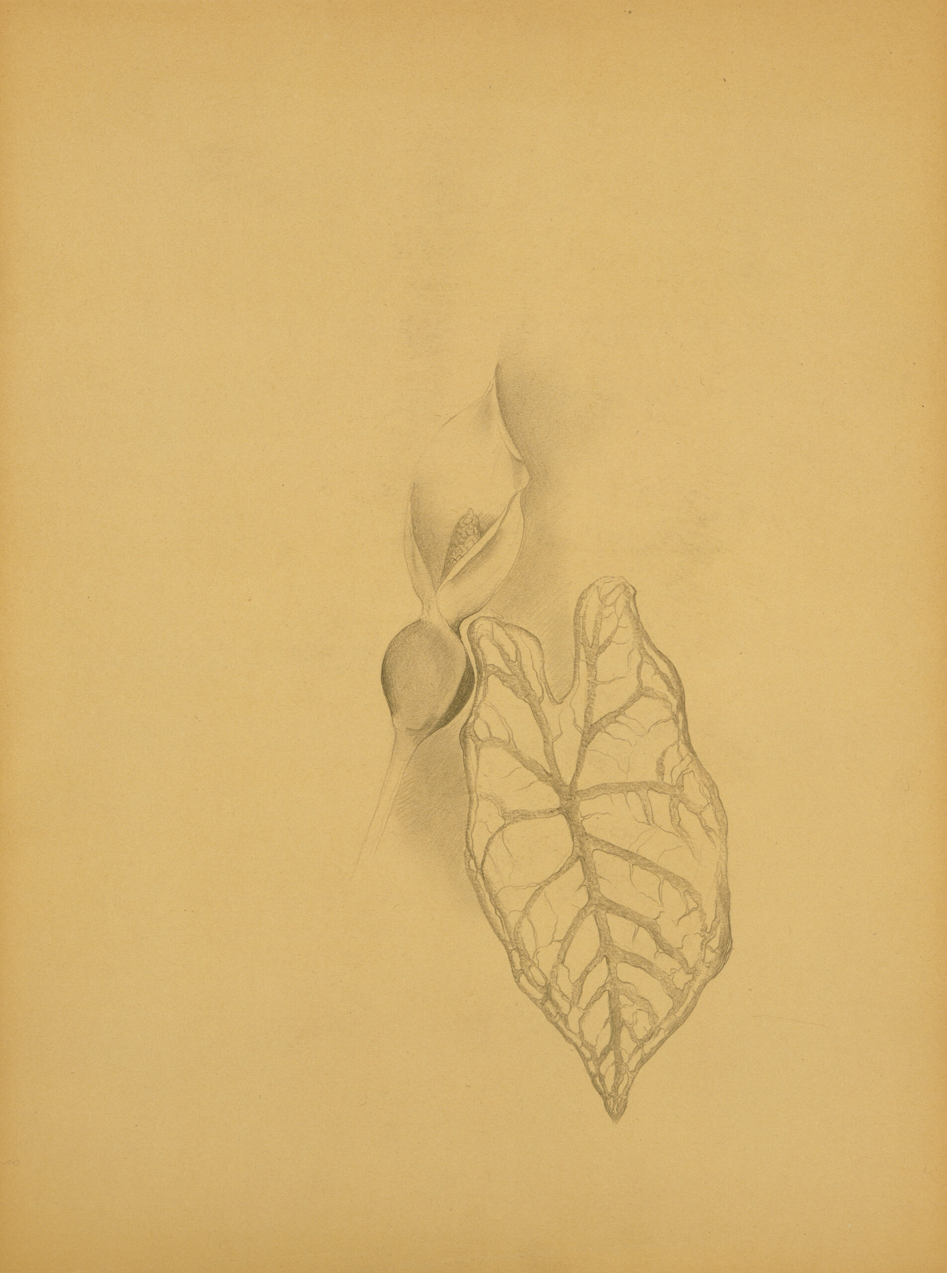 Online Class: Botanical Drawing: Sinuous Lines & Gestural Strokes - The ...