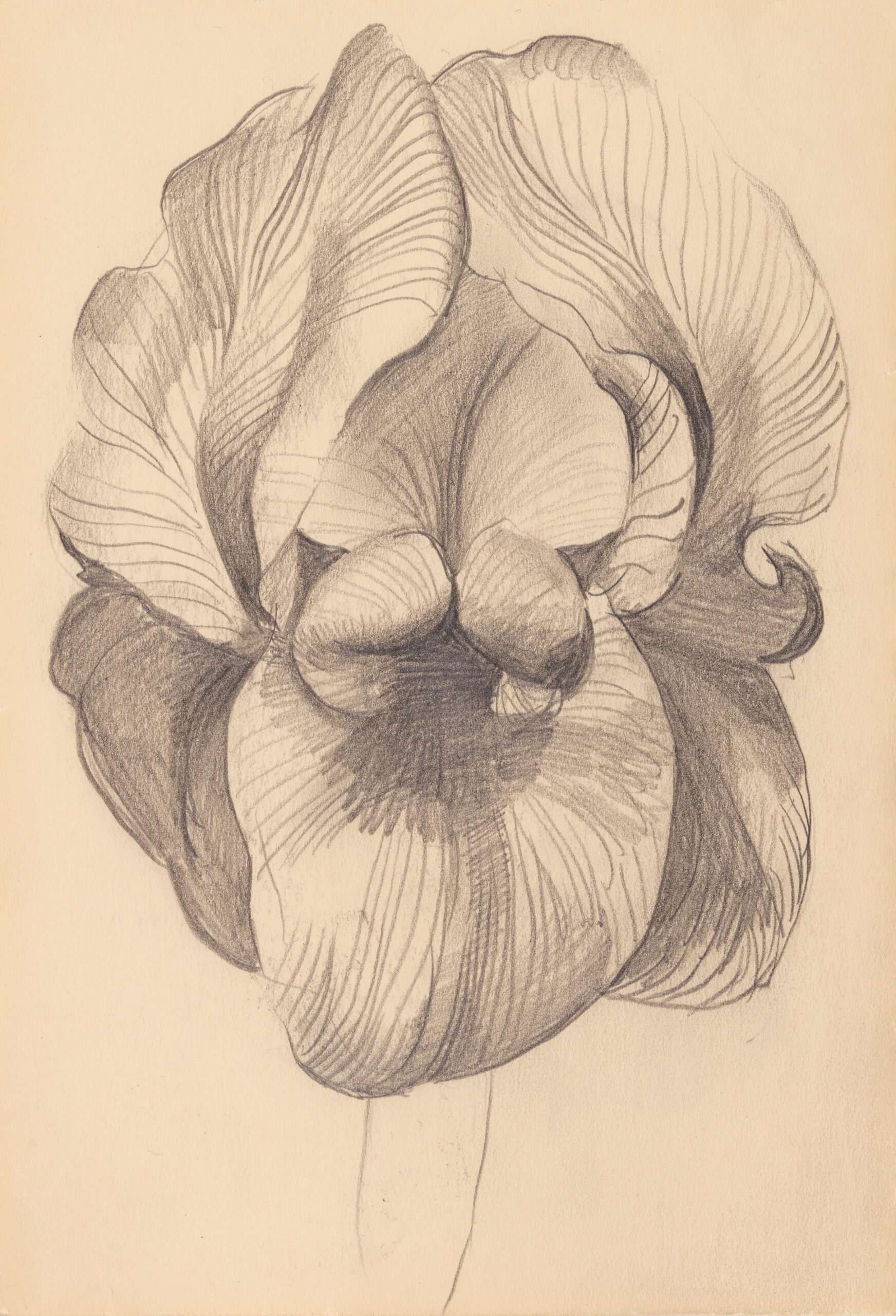 Online Class: Springtime Irises: Cross-Contour Drawing - The Georgia O ...