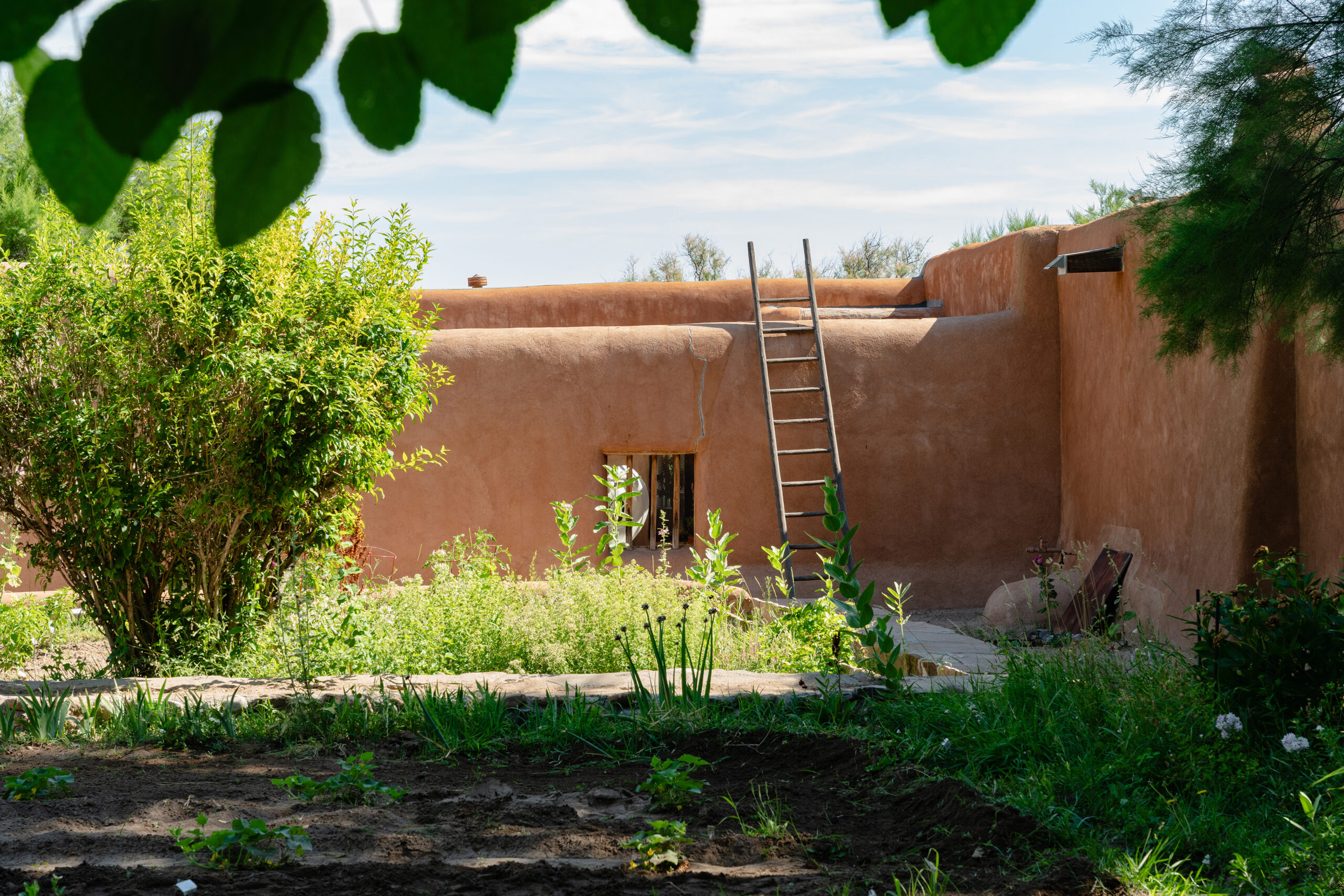 Garden Project Wraps Up with Healthy Harvest - The Georgia O'Keeffe Museum
