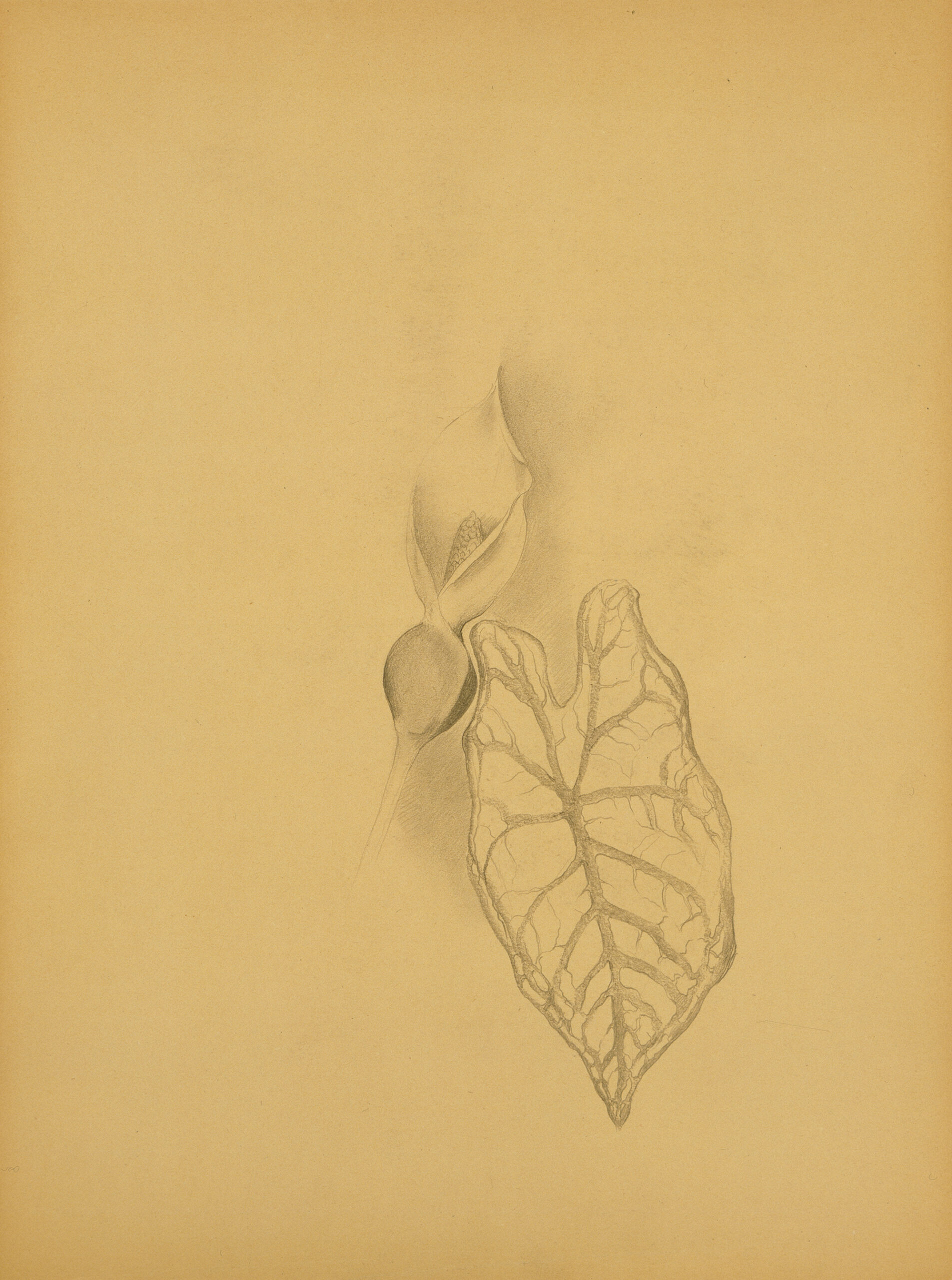 Online Class: Contour & Gesture Drawing: Botanicals - The Georgia O ...