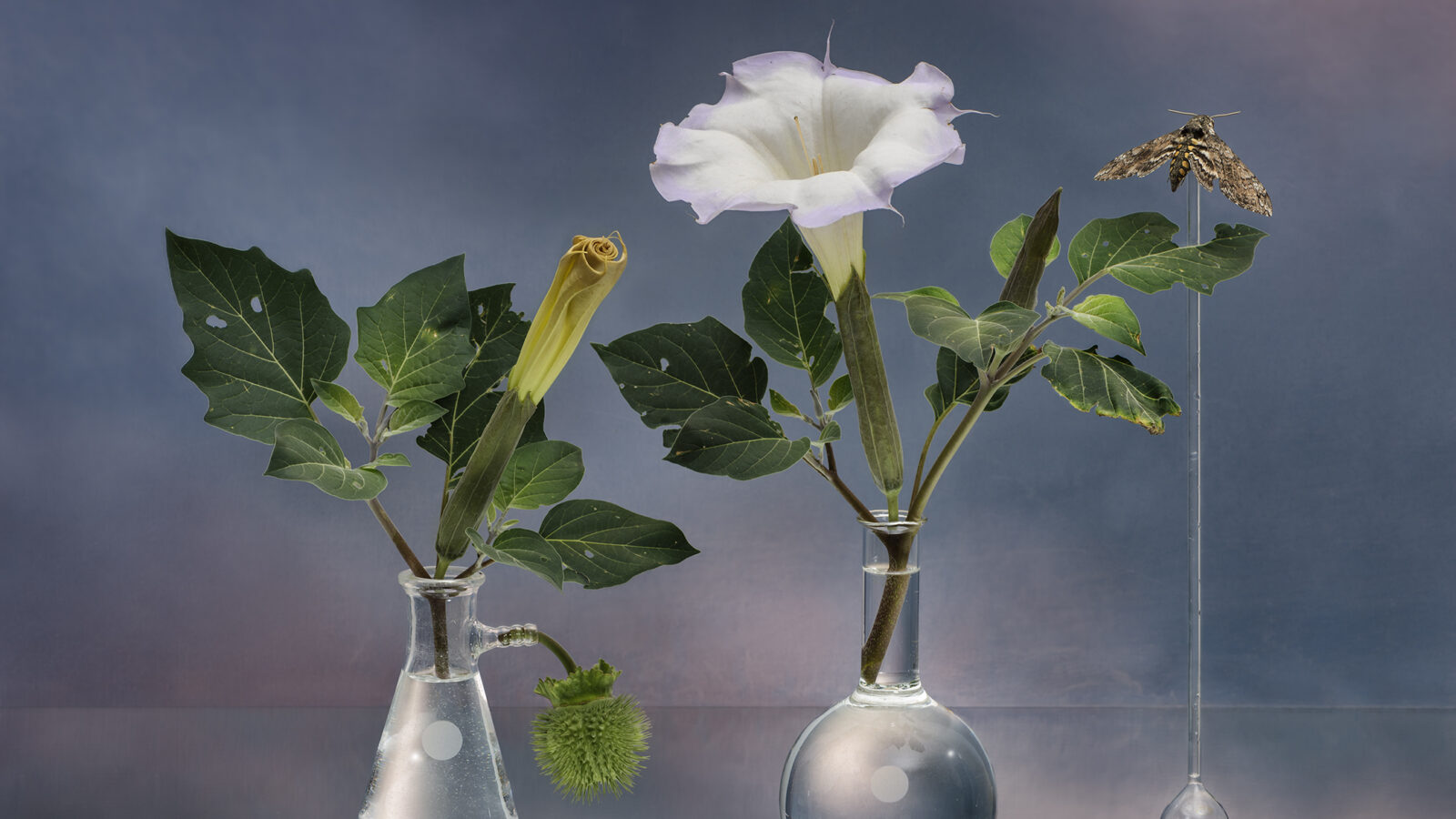 Jo Whaley: Echoes - The Georgia O'Keeffe Museum