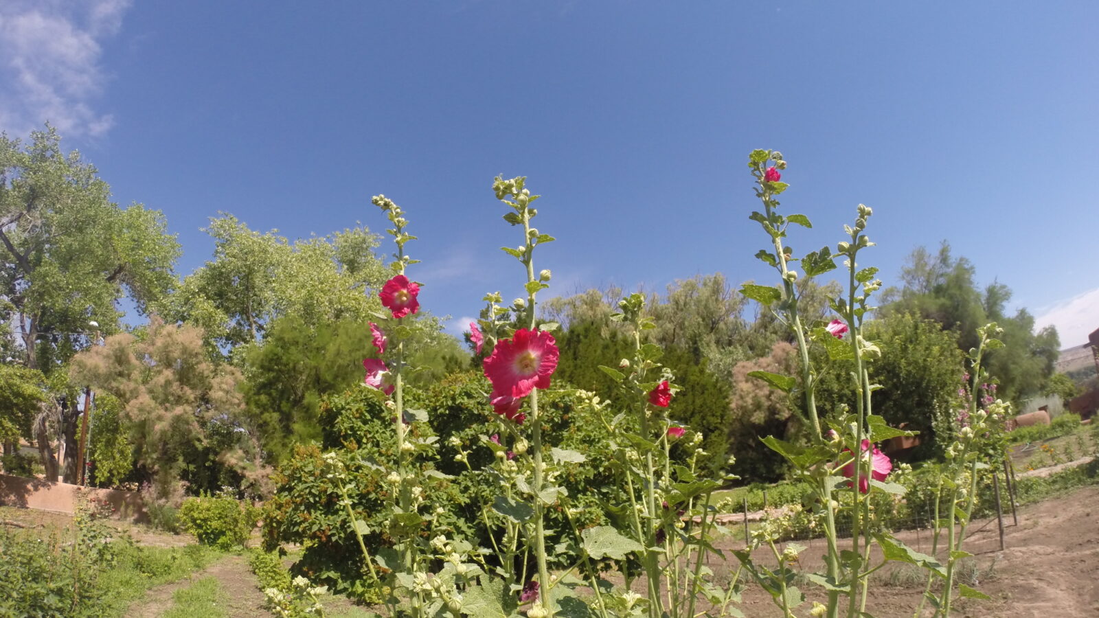 Native New Mexico Plants - The Georgia O'Keeffe Museum